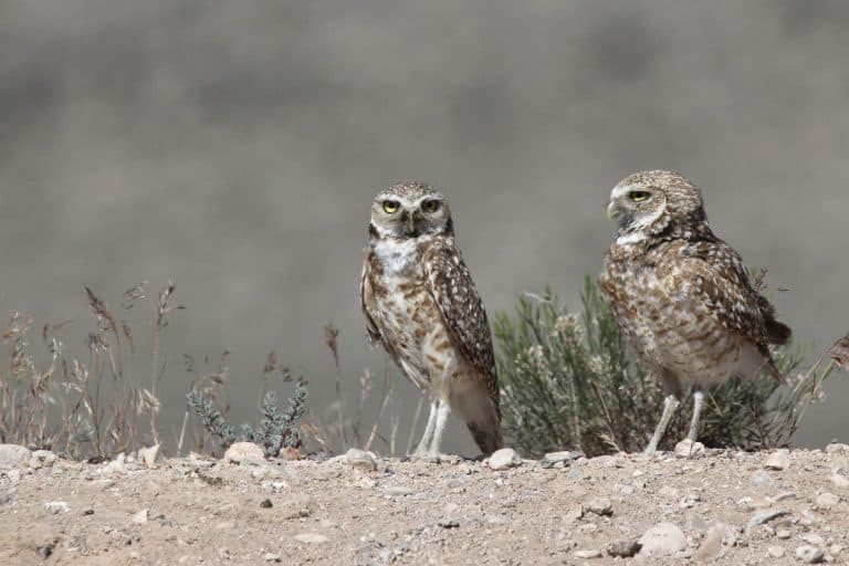 11 Adorable Small Owls in North America (Pictures) - Bird Feeder Hub