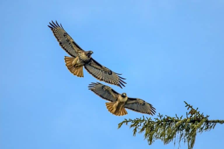 9 Types of Hawks in Colorado (Pictures) - Bird Feeder Hub