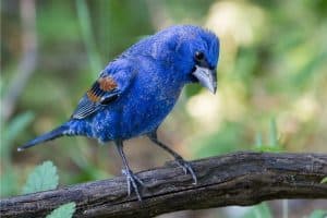 10 Birds Similar To Bluebirds (with Photos) - Bird Feeder Hub
