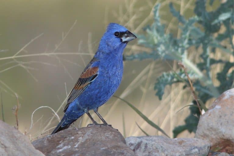15 Blue Birds in Florida (with Photos) - Bird Feeder Hub