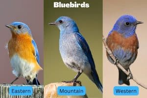 Birds with 8 Letters (Photos & Facts) - Bird Feeder Hub