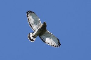 8 Types of Hawks in Maryland (with Photos) - Bird Feeder Hub