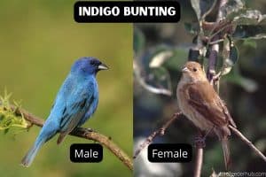 12 Facts About Indigo Buntings (with Photos) - Bird Feeder Hub