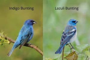 12 Facts About Indigo Buntings (with Photos) - Bird Feeder Hub