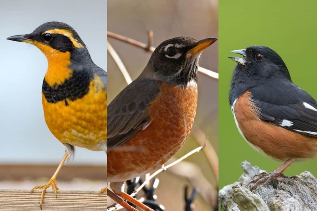 7 Birds Similar to Robins (Pictures) - Bird Feeder Hub