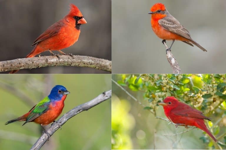 8 Types of Red Birds in Florida (with Photos) - Bird Feeder Hub