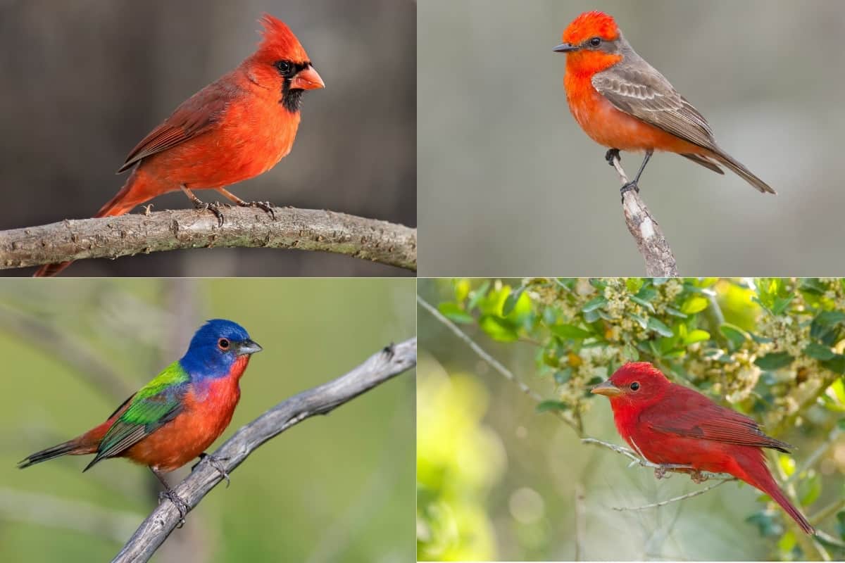 13 Types Of Red Birds with Photos Bird Feeder Hub 13 Types Of Red Birds with Photos Bird Feeder Hub