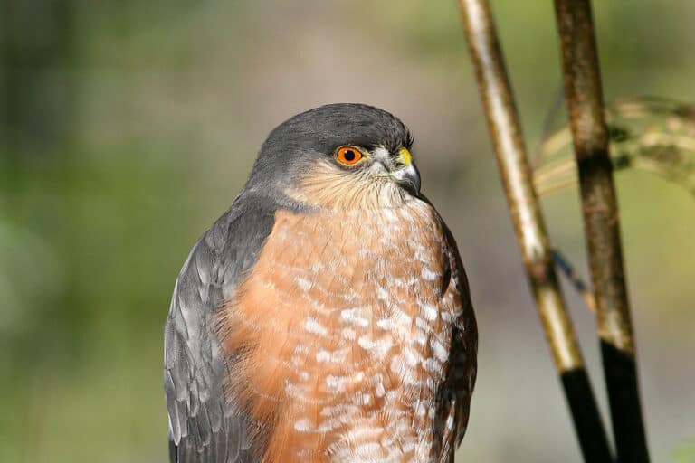8 Types of Hawks Found in Connecticut (Photos) - Bird Feeder Hub