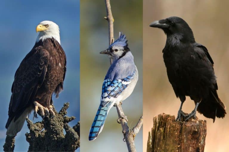 How To Identify Birds in Your Backyard (and Beyond!) - Bird Feeder Hub