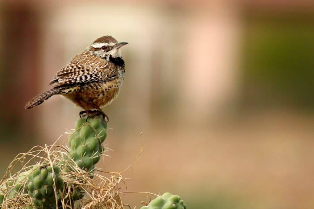 15 Birds That Live In The Desert - Bird Feeder Hub