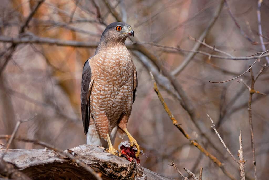 8 Species of Hawks in Tennessee (Photos) - Bird Feeder Hub