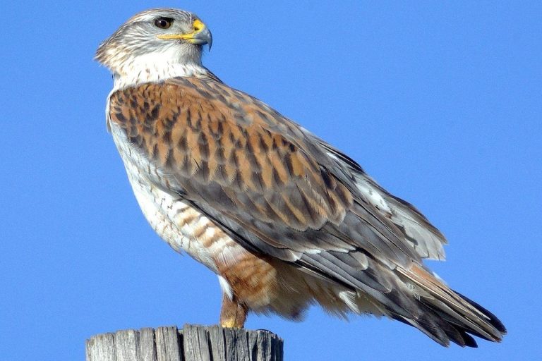 16 Types of Hawks in the United States (Photos) - Bird Feeder Hub