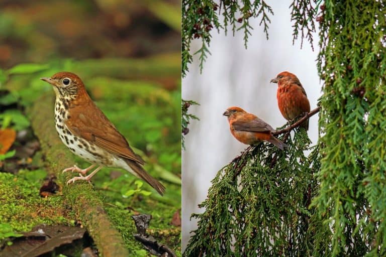 15 Birds that Live in Forests - Bird Feeder Hub