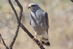 15 Species of Hawks in Texas (With Pictures) - Bird Feeder Hub