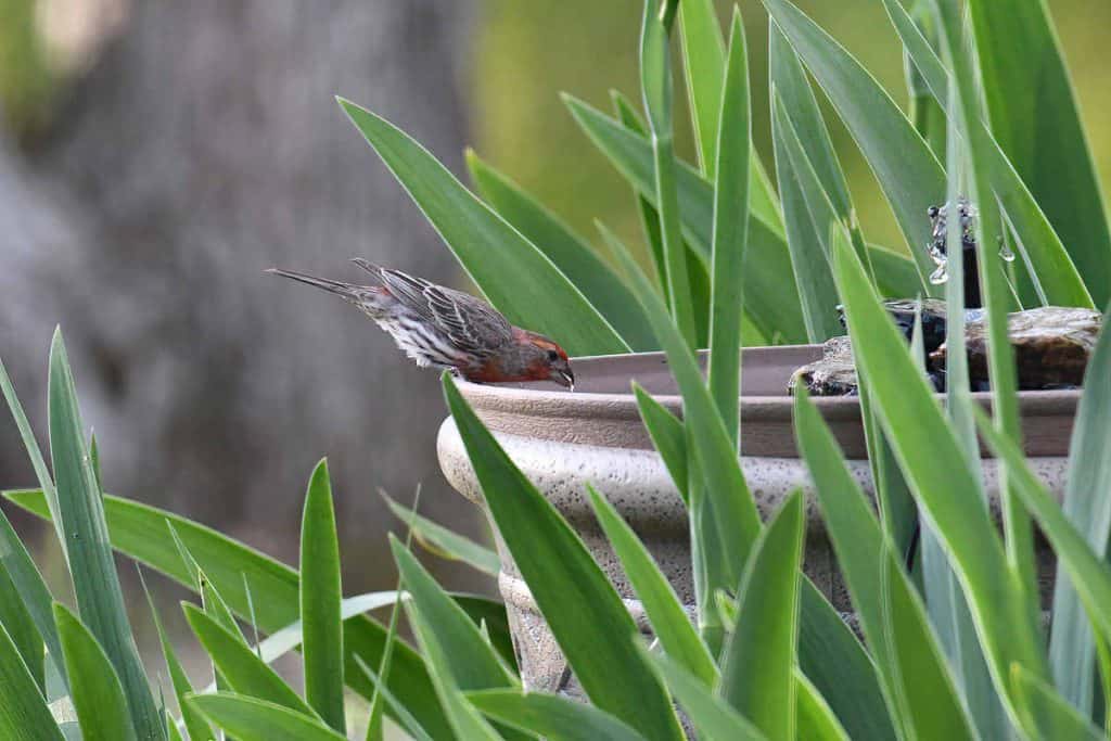 How Do Birds Find Water? - Bird Feeder Hub