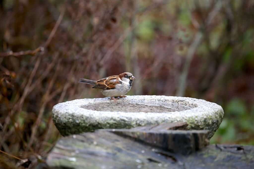 How Do Birds Find Water? - Bird Feeder Hub
