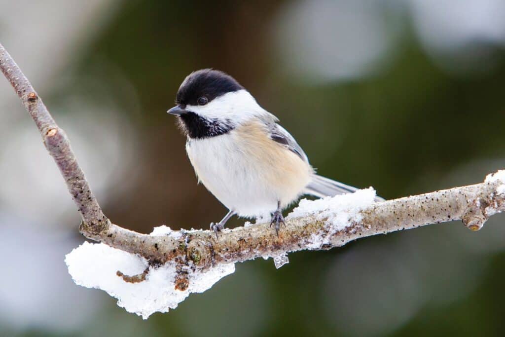 How to Attract Chickadees to Your Yard (7 Helpful Tips) - Bird Feeder Hub