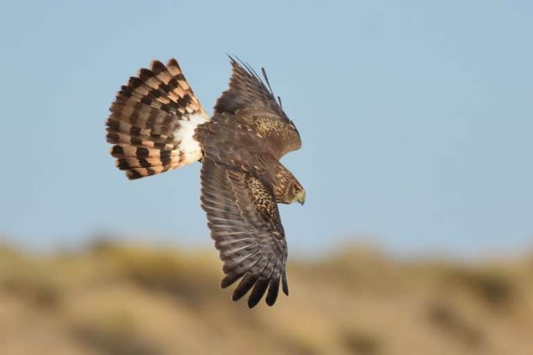 8 Types of Hawks Found in Connecticut (Photos) - Bird Feeder Hub