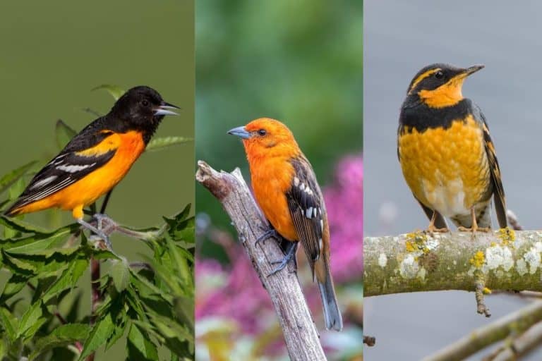 15 Types of Orange Birds (with Photos) - Bird Feeder Hub