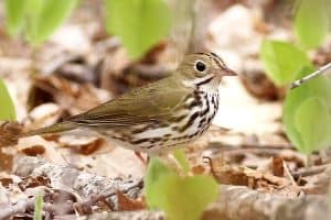 20 Types of Brown Birds (with Photos) - Bird Feeder Hub