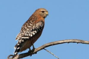 8 Stunning Hawks Found in Pennsylvania (Pictures) - Bird Feeder Hub