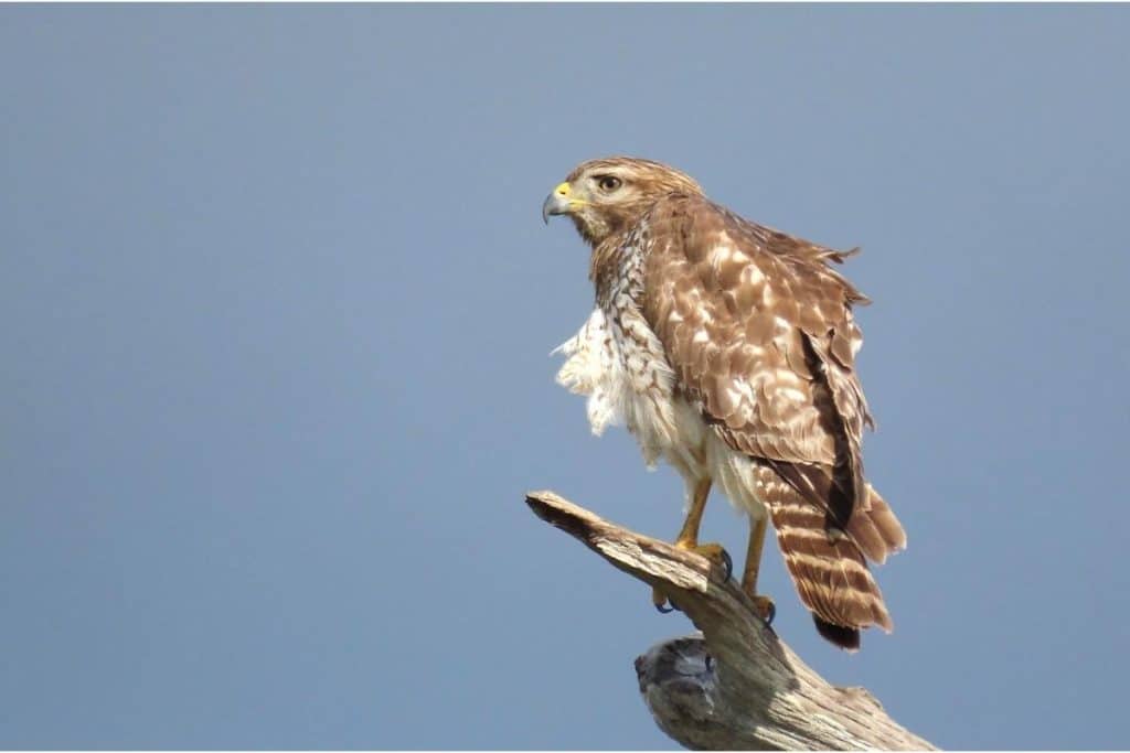 7 Types of Hawks in Virginia (Photos) - Bird Feeder Hub
