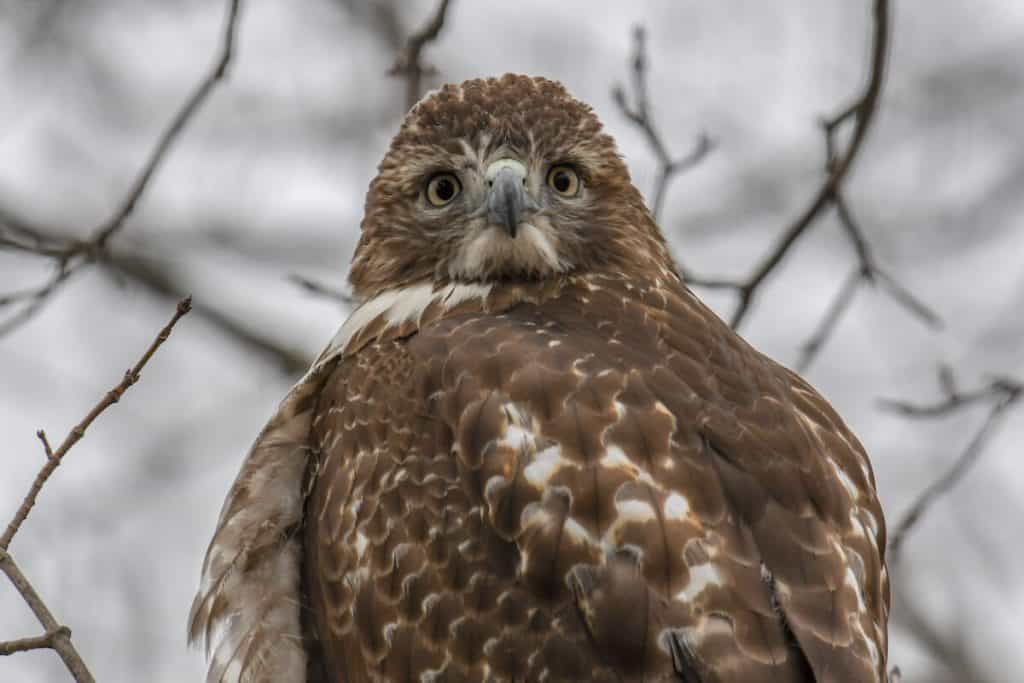 Hawks in Michigan (8 Species With Photos) - Bird Feeder Hub