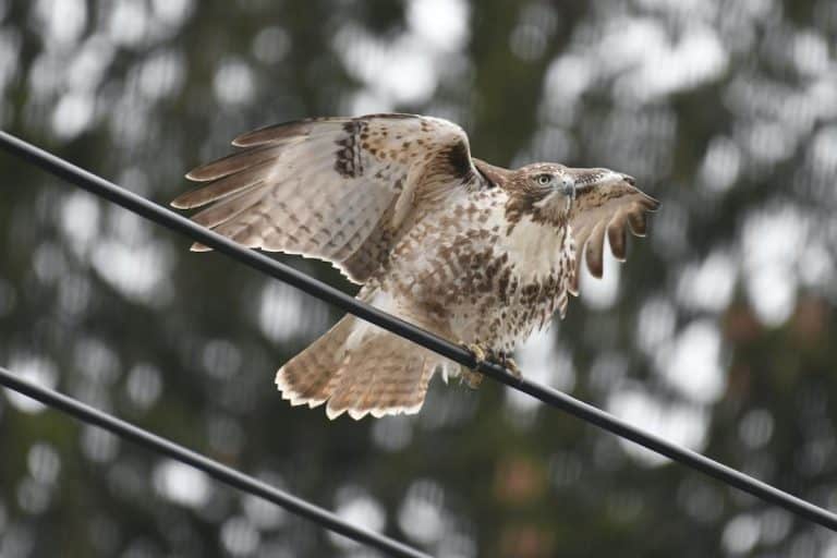 8 Hawks in Vermont (with Photos) - Bird Feeder Hub