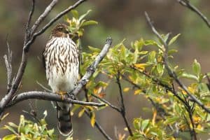12 Species of Hawks to Spot in Arizona (Pictures) - Bird Feeder Hub