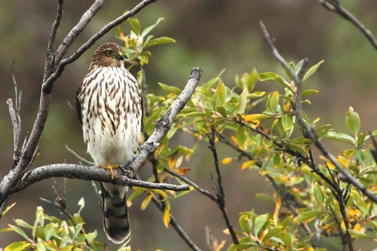 8 Types of Hawks in Massachusetts (Photos) - Bird Feeder Hub