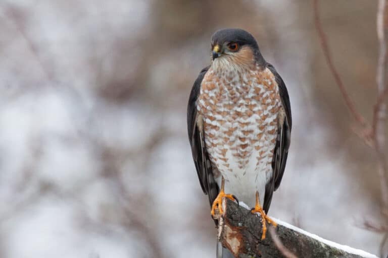 8 Types of Hawks in Maryland (with Photos) - Bird Feeder Hub