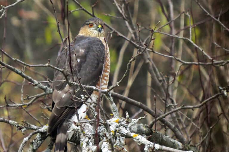 8 Types of Hawks Found in Michigan (Photos) - Bird Feeder Hub