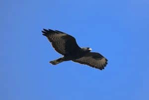 16 Types of Hawks in the United States (Photos) - Bird Feeder Hub