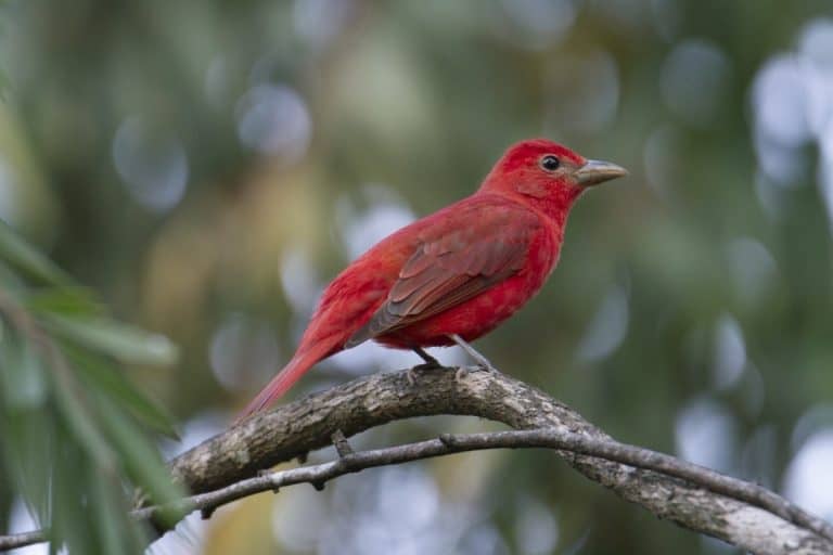 11 Red Birds in Michigan (with Photos) - Bird Feeder Hub