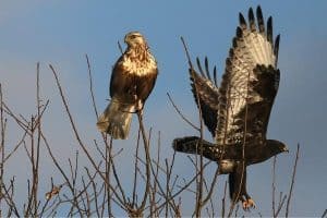 8 Types of Hawks Found in Connecticut (Photos) - Bird Feeder Hub