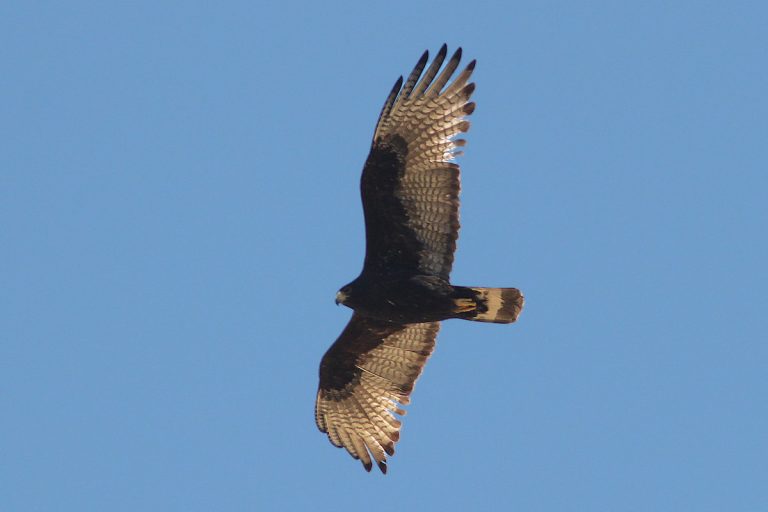 16 Types of Hawks in the United States (Photos) - Bird Feeder Hub