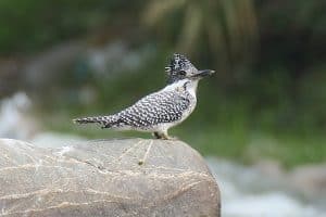 13 Types of Kingfishers (with Photos) - Bird Feeder Hub