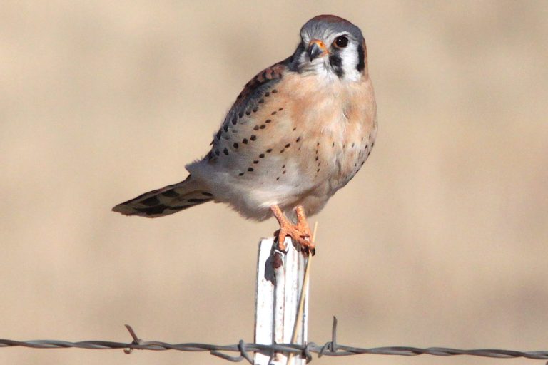 26 Winter Birds in Massachusetts - Bird Feeder Hub