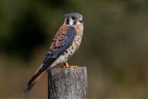 7 Types of Falcons in the United States - Bird Feeder Hub