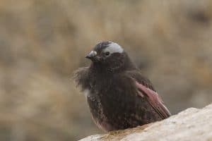 18 Types of Finches (with Photos) - Bird Feeder Hub