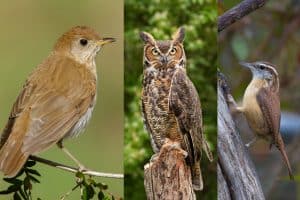20 Types of Brown Birds (with Photos) - Bird Feeder Hub