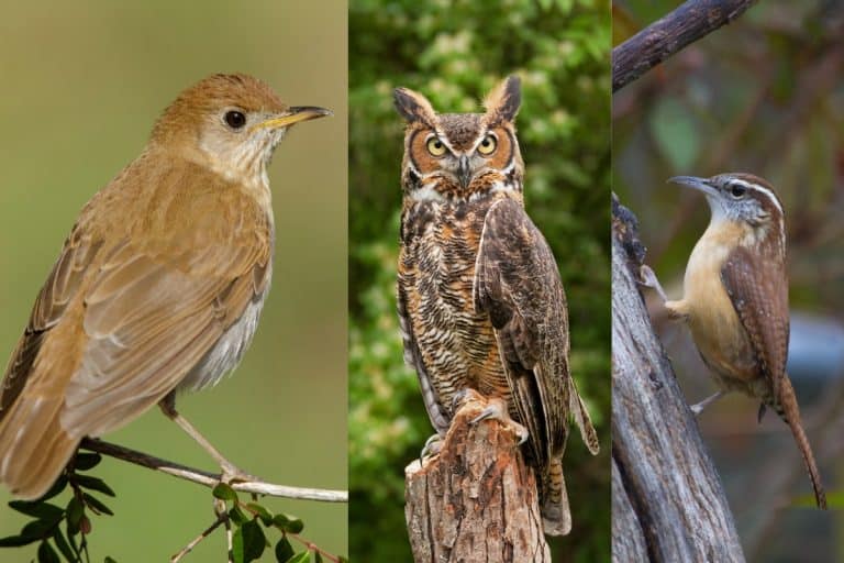 20 Types of Brown Birds (with Photos) - Bird Feeder Hub