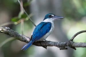 13 Types of Kingfishers (with Photos) - Bird Feeder Hub
