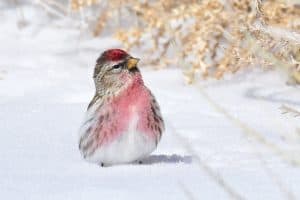 11 Red Birds in New York (with Photos) - Bird Feeder Hub