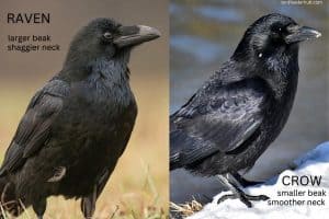 10 Differences Between Crows and Ravens - Bird Feeder Hub