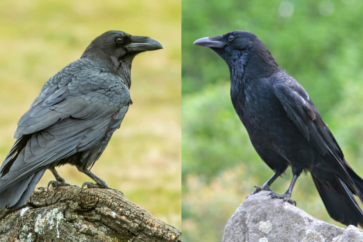 Raven Bird Raven Bird