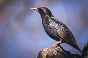 10 Interesting Facts About Starlings - Bird Feeder Hub