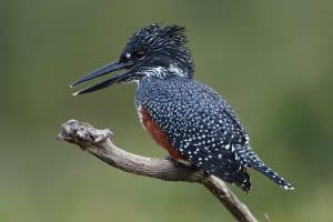13 Types of Kingfishers (with Photos) - Bird Feeder Hub