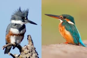 13 Types of Kingfishers (with Photos) - Bird Feeder Hub