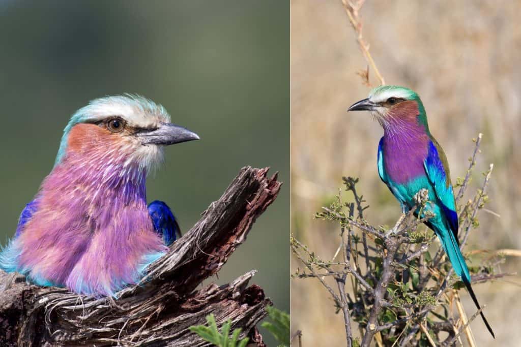 14 Facts About Lilac-breasted Rollers - Bird Feeder Hub
